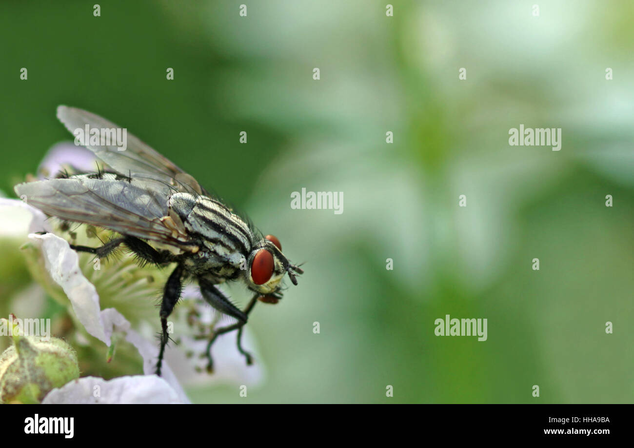 fly, stripes, stripe, insect, black, swarthy, jetblack, deep black ...