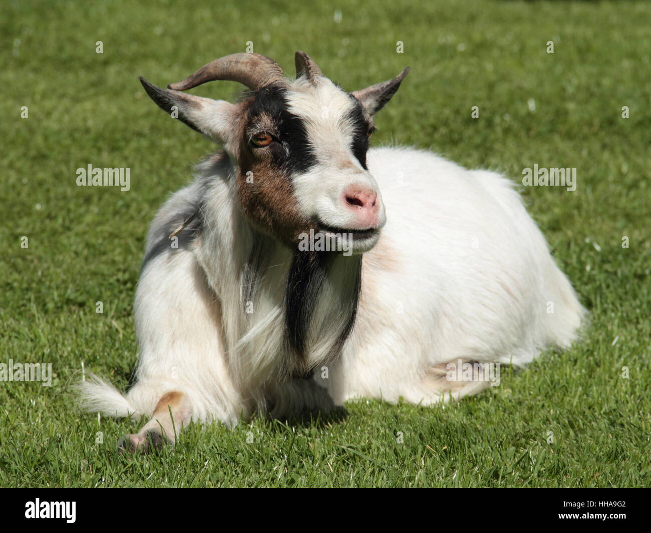 She goat hi-res stock photography and images - Alamy