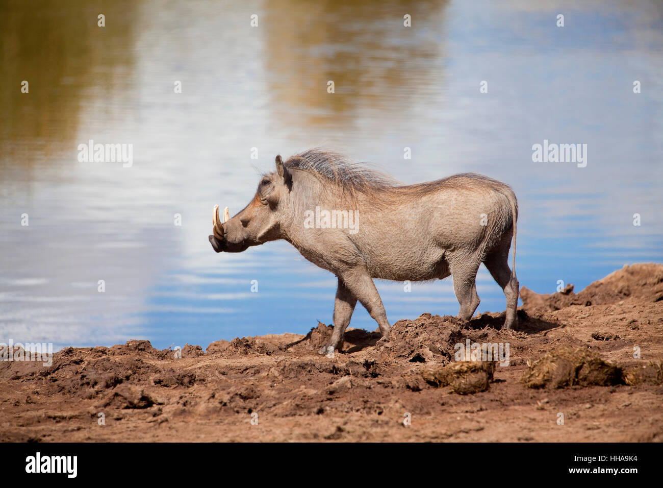 animal, africa, safari, warthog, boar, sow, pig, animal, teeth ...
