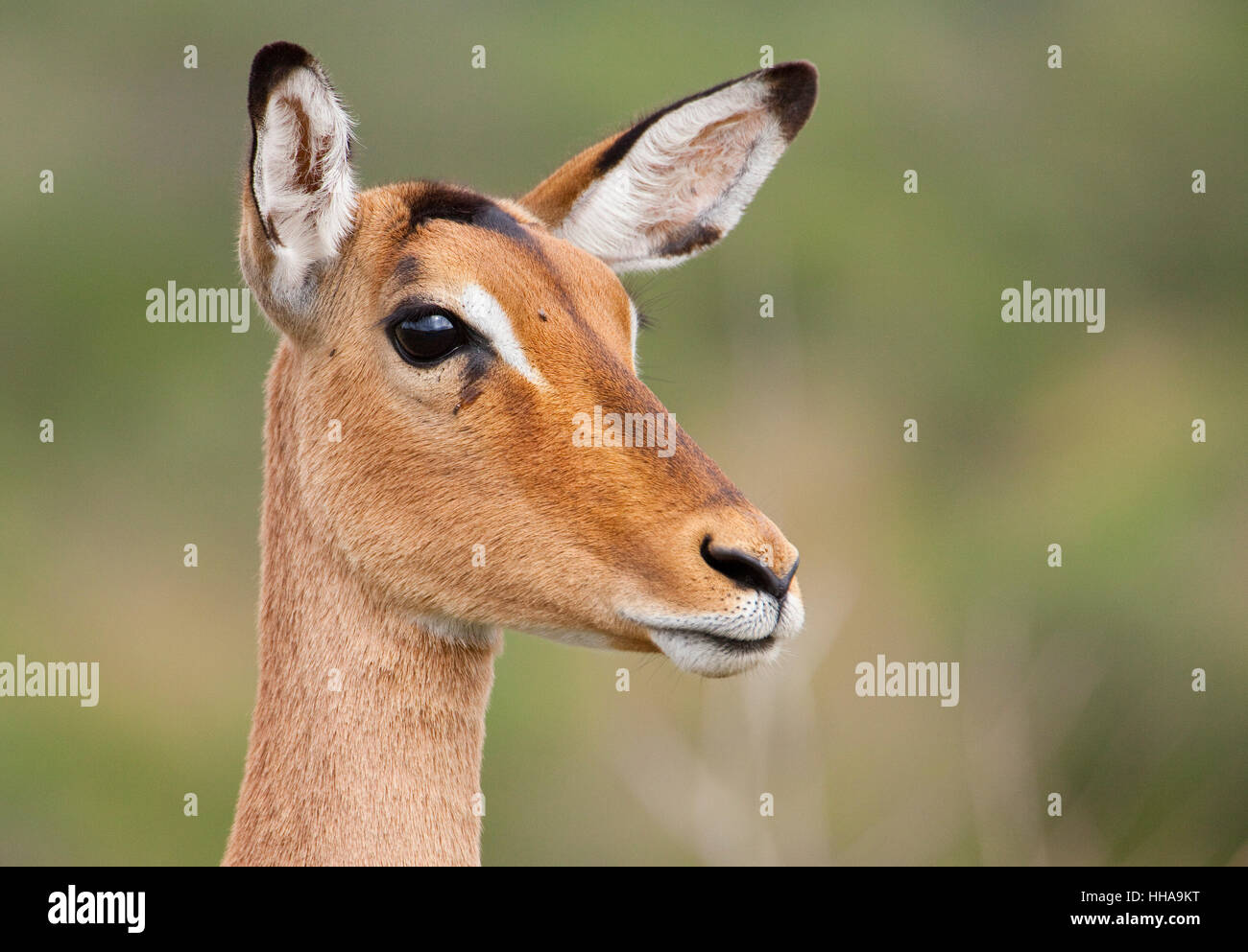 Impala chase hi-res stock photography and images - Alamy