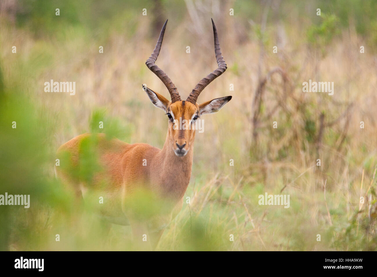 animal, africa, safari, antelope, wild animal, gazelle, animal, africa ...