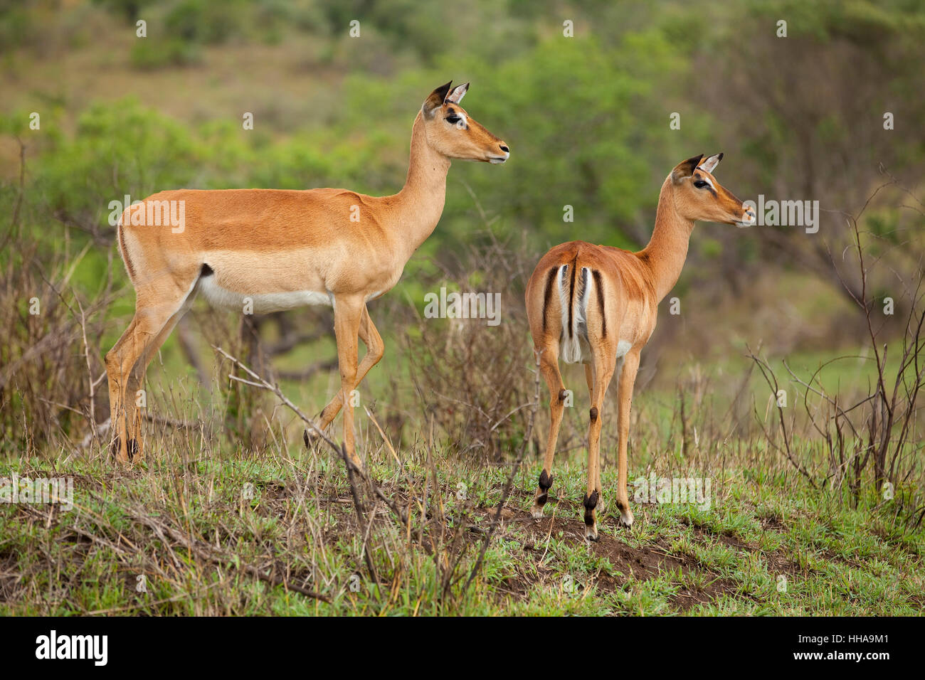 Impala chase hi-res stock photography and images - Alamy
