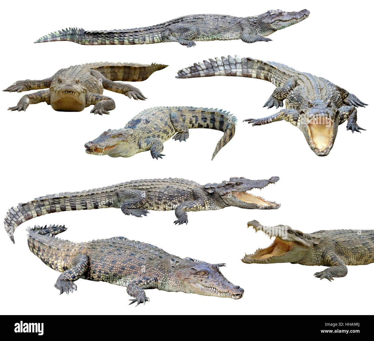 Immense scales hi-res stock photography and images - Alamy