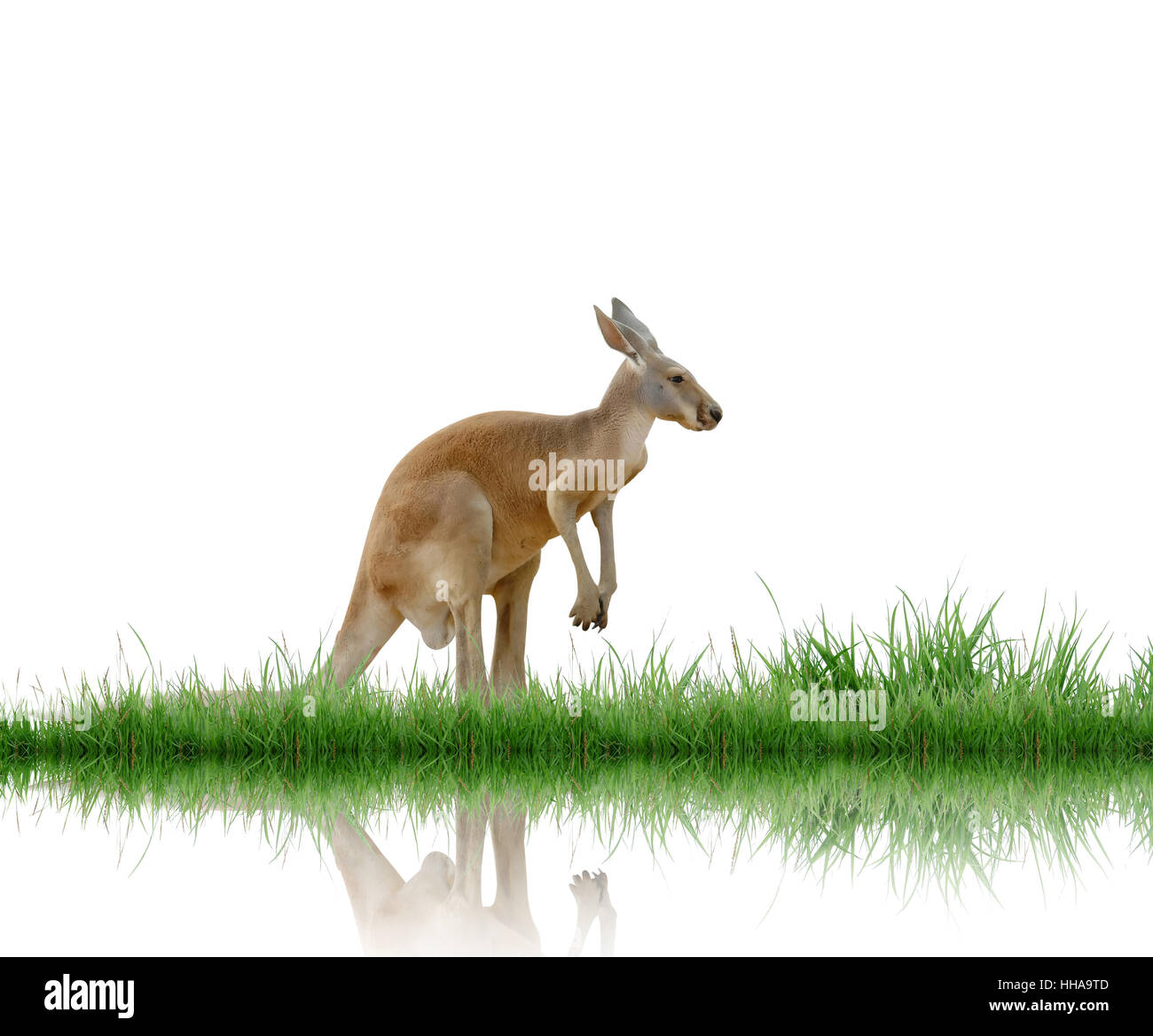 kangaroo, profile, isolated, animal, brown, brownish, brunette, field ...