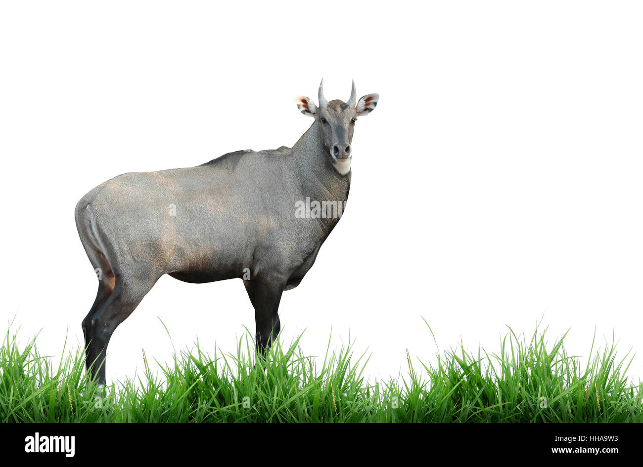 blue, single, isolated, animal, mammal, wild, male, masculine, bull ...