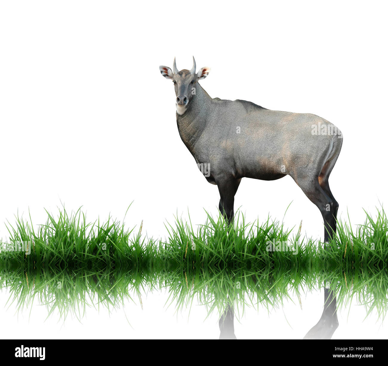 blue, single, isolated, animal, mammal, wild, male, masculine, bull ...