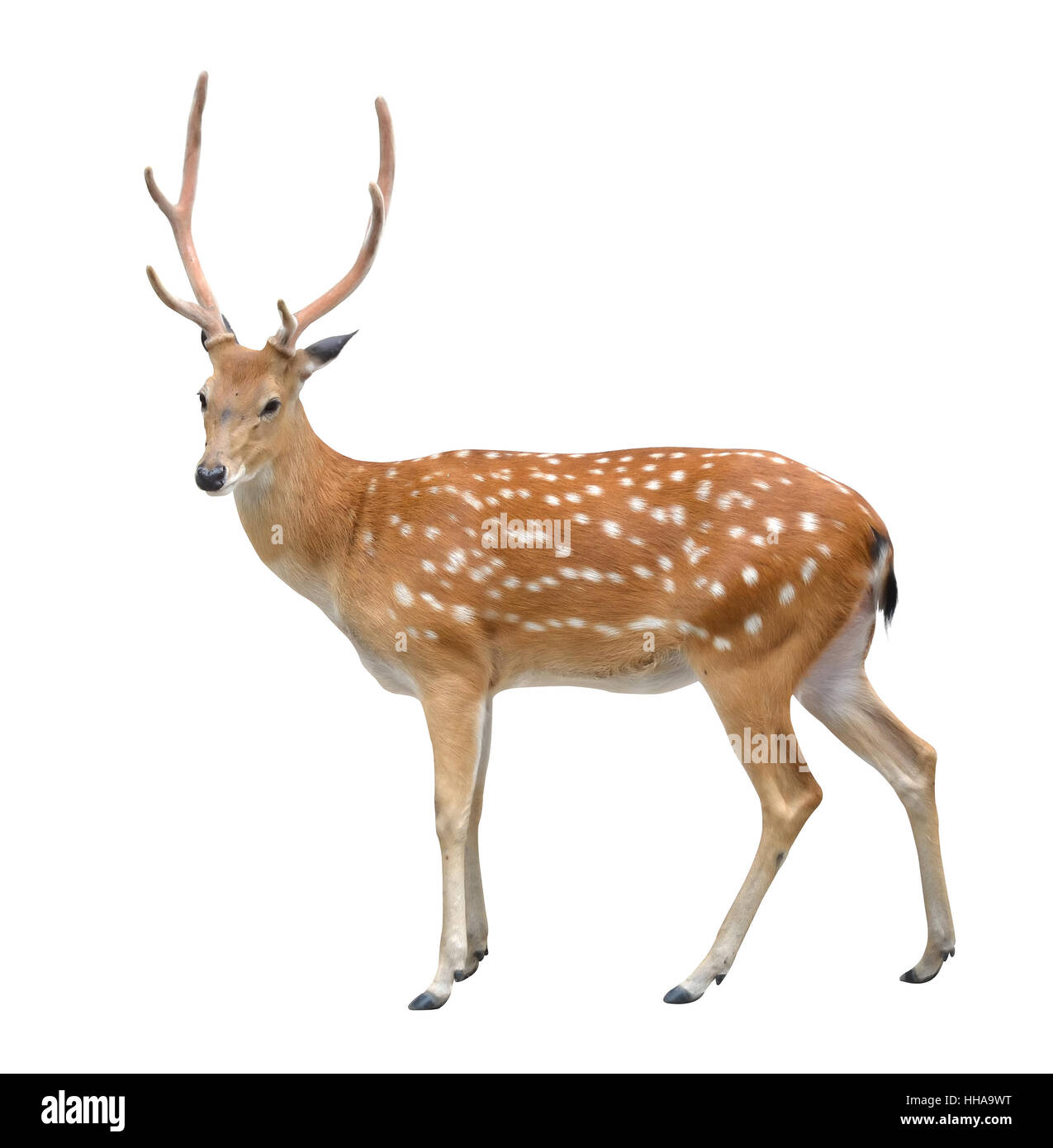 Sika deer male velvet hi-res stock photography and images - Alamy