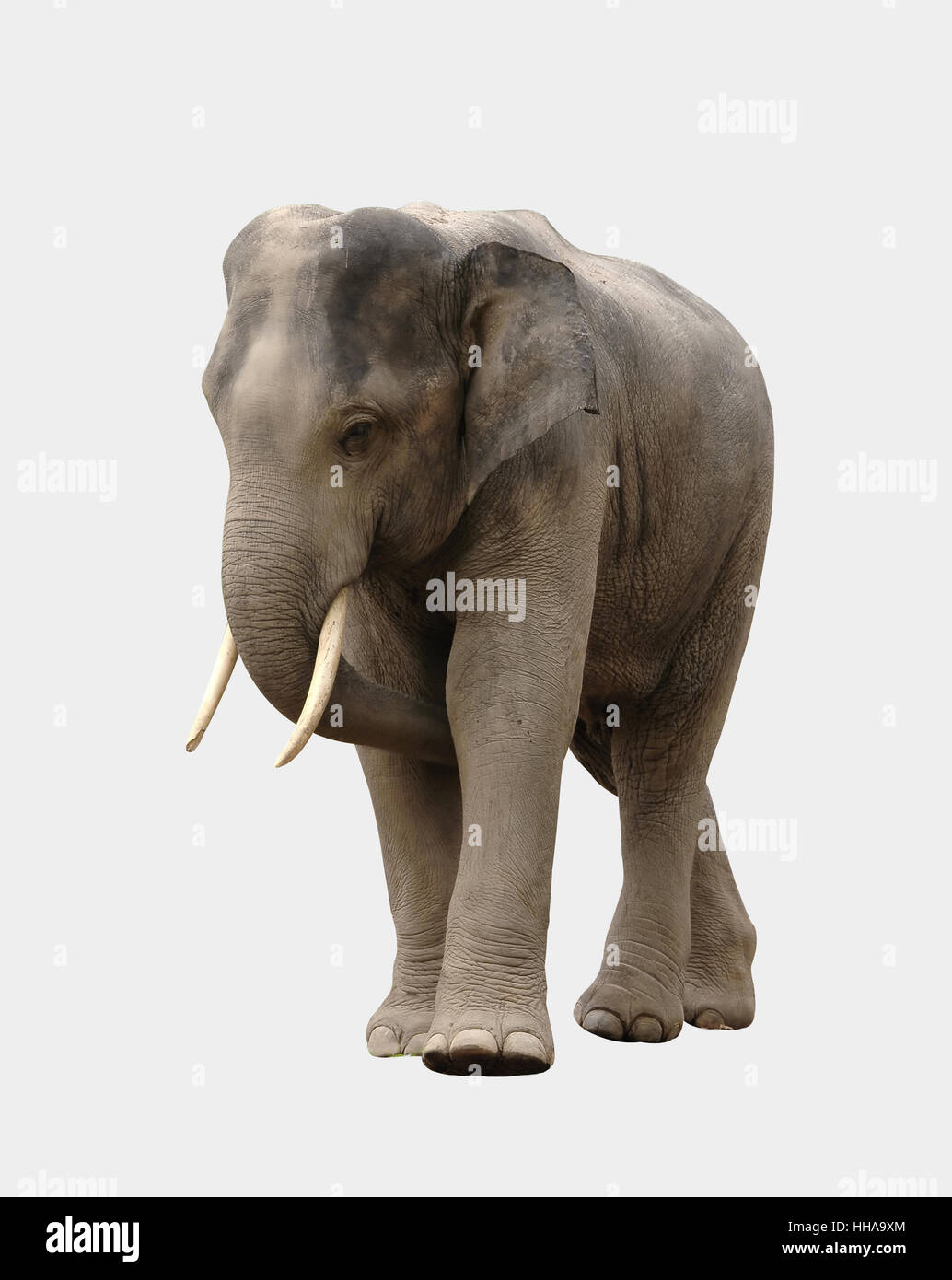 big, large, enormous, extreme, powerful, imposing, immense, relevant ...