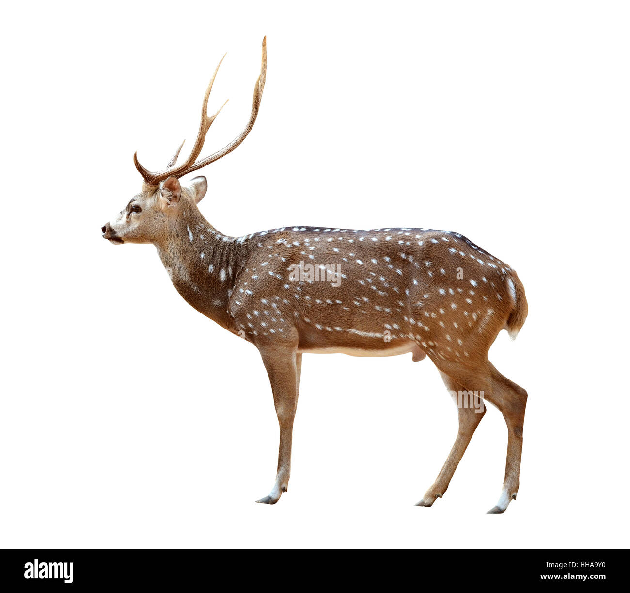 India zoo deer Cut Out Stock Images & Pictures - Alamy