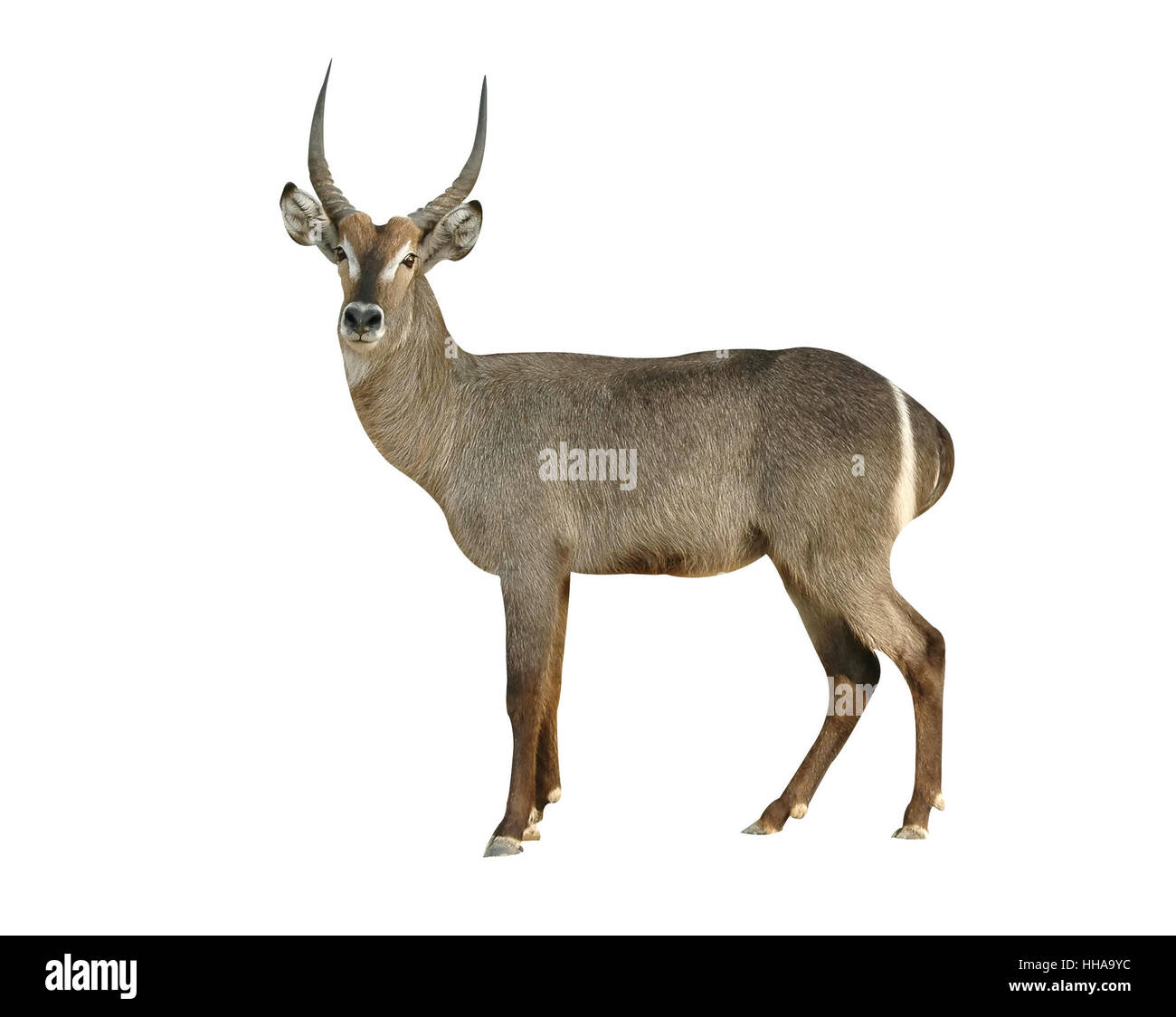 African buck species Cut Out Stock Images & Pictures - Alamy