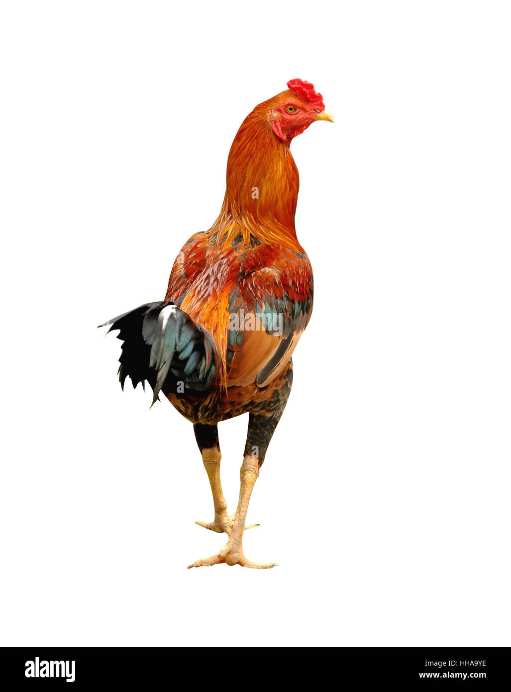 Chicken isolated on white with background Stock Photo - Alamy