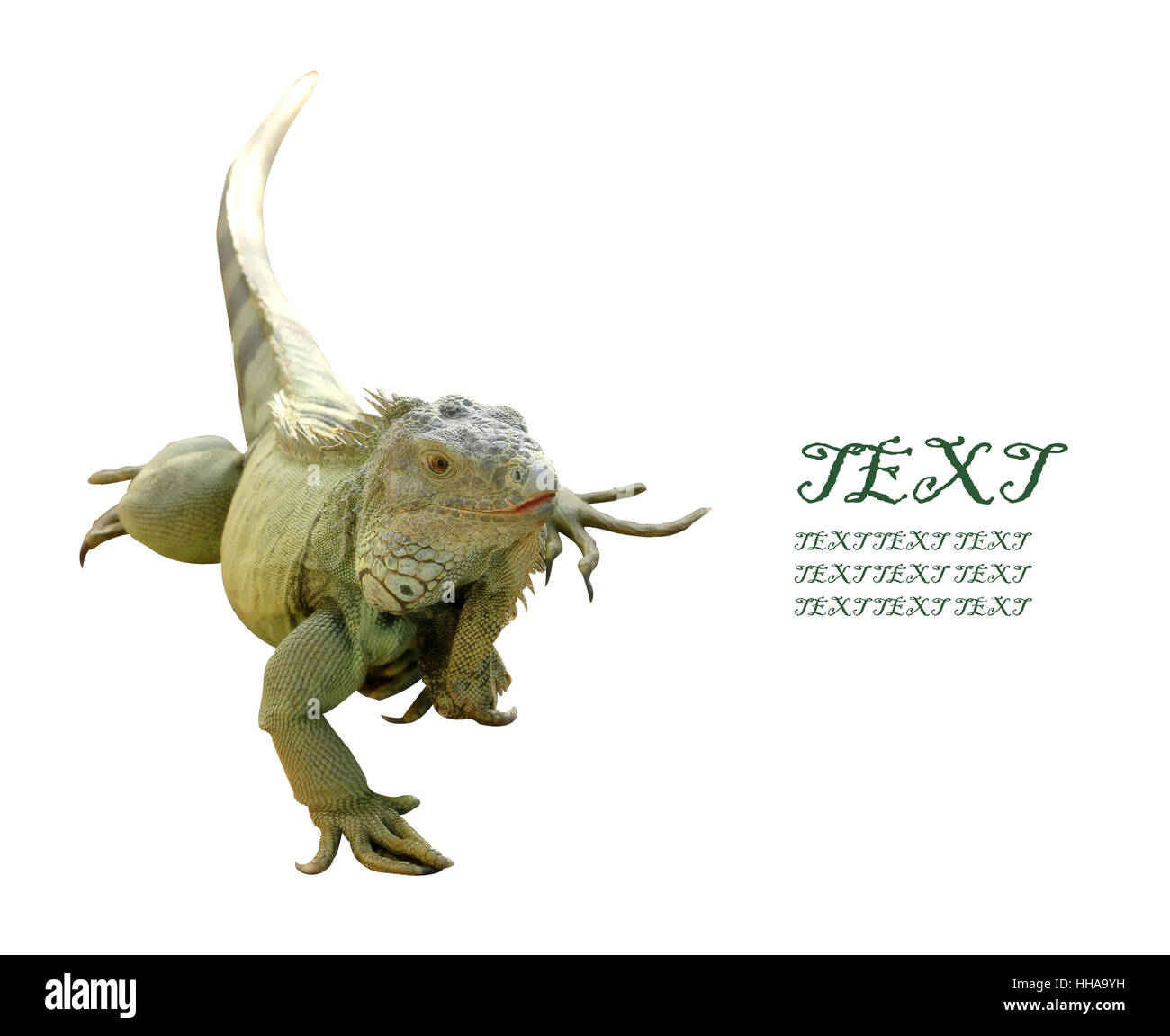 iguana, isolated, animal, pet, scrabble, crawling, reptile, brown ...