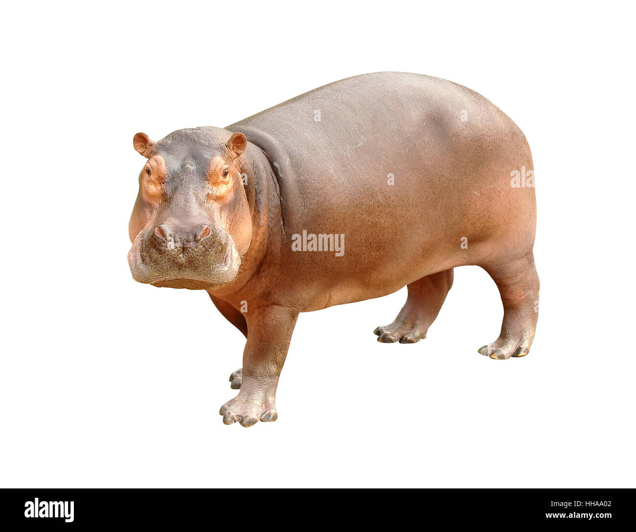 hippopotamus, danger, big, large, enormous, extreme, powerful, imposing ...