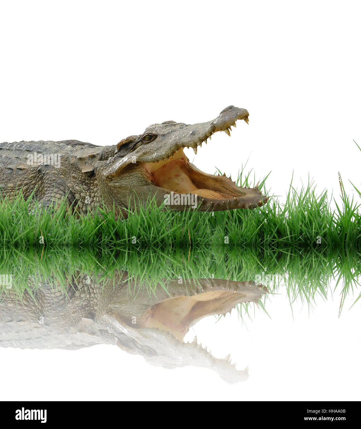 danger, detail, big, large, enormous, extreme, powerful, imposing ...