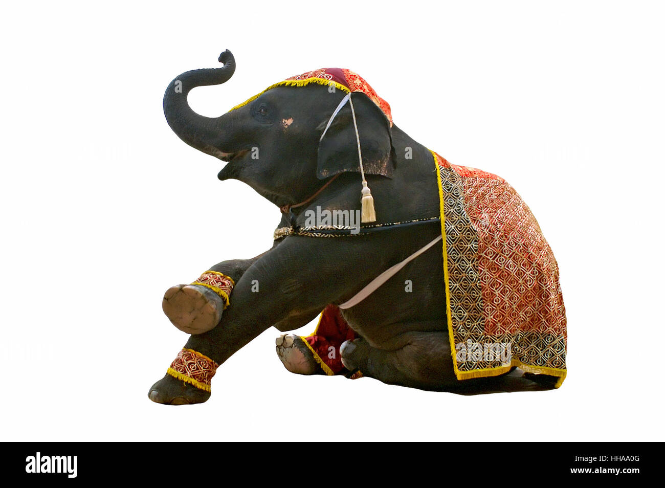 Zoo performance Cut Out Stock Images & Pictures - Alamy