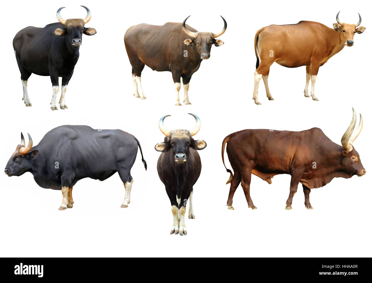 big, large, enormous, extreme, powerful, imposing, immense, relevant ...