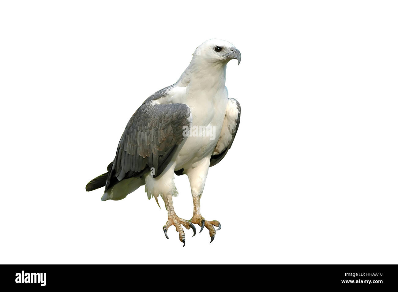 Black bird species Cut Out Stock Images & Pictures - Alamy