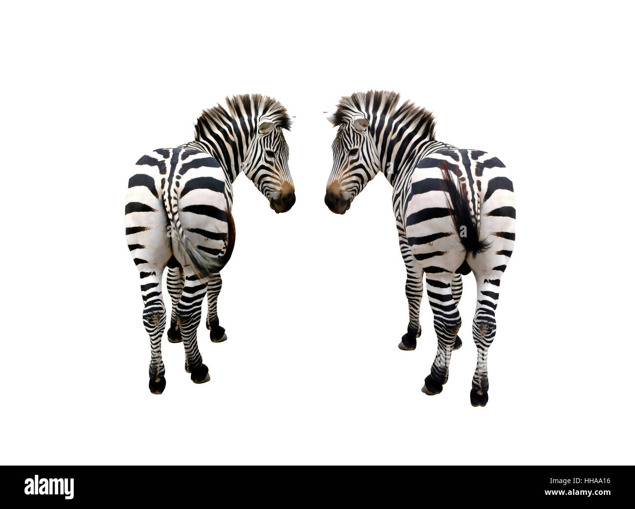 zebra, isolated, horse, animal, mammal, fauna, wild, africa, black ...