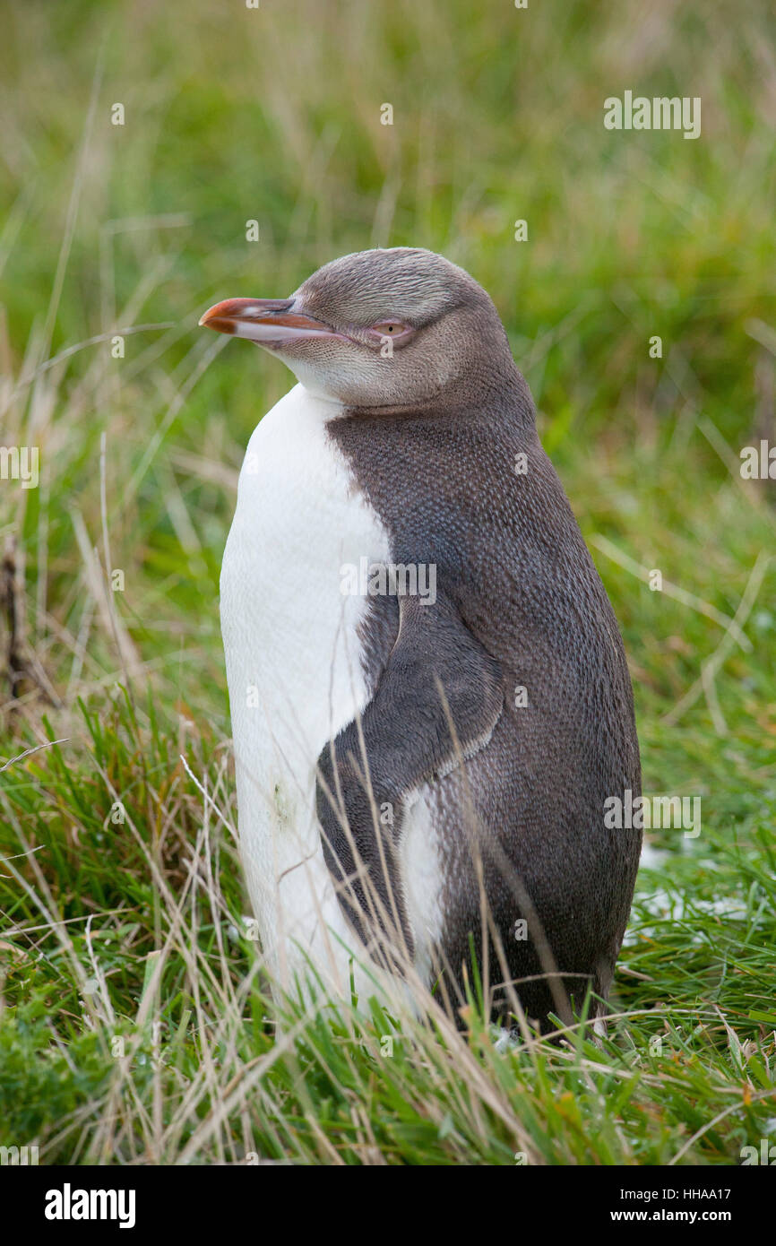 animal, bird, birds, penguin, animal, bird, eye, organ, birds, eyes ...