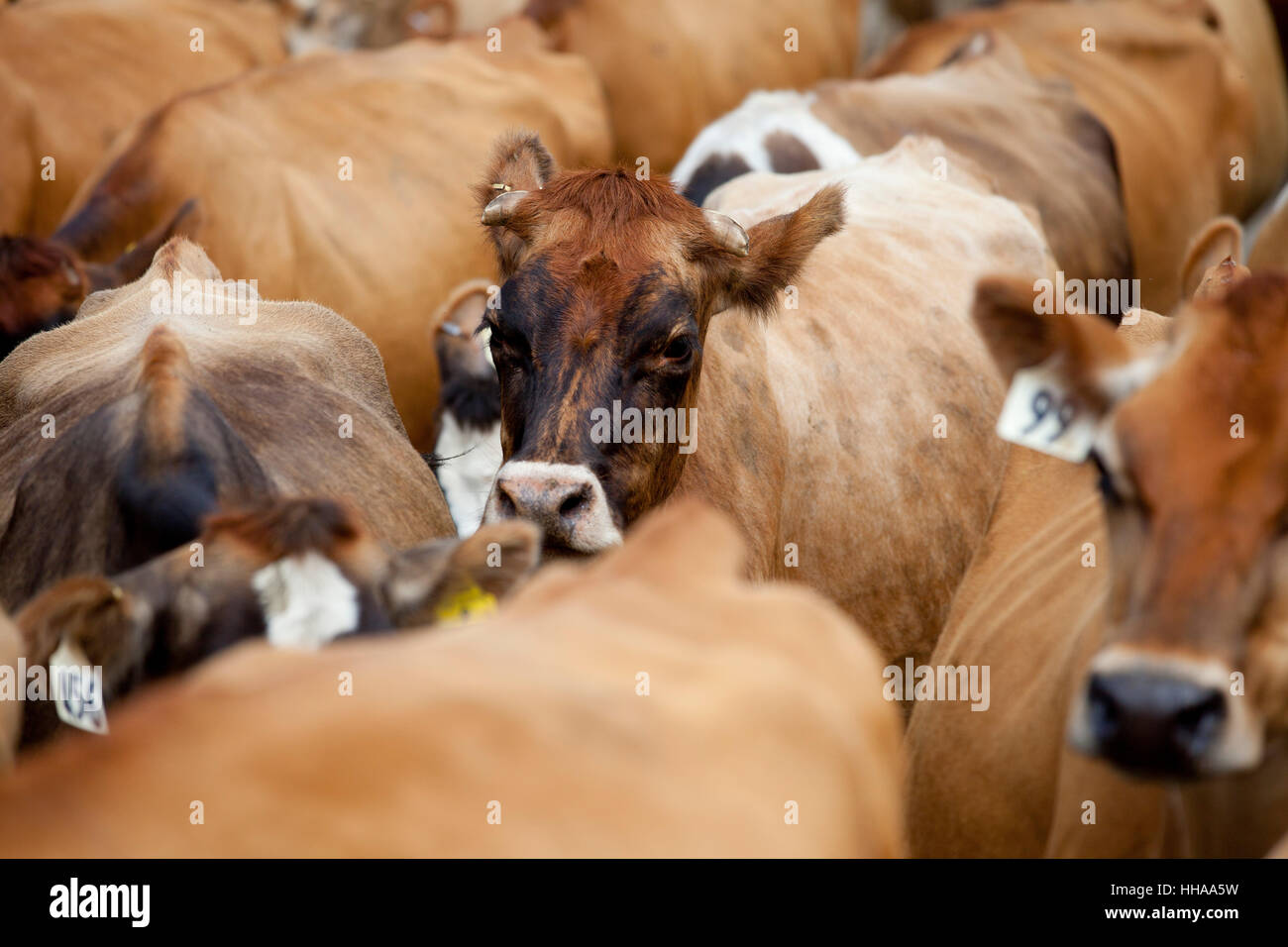 Newzealand cow hi-res stock photography and images - Alamy