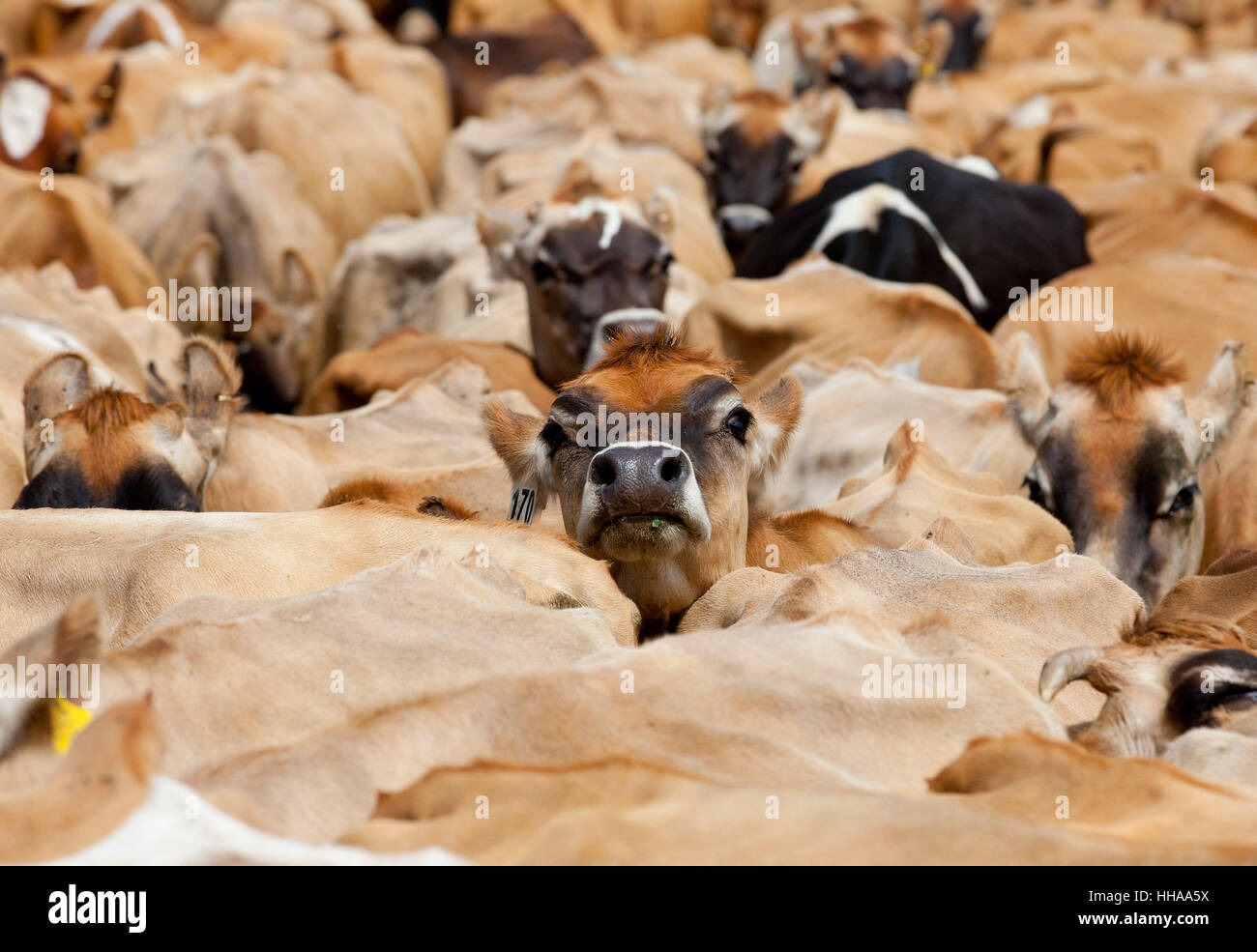 Newzealand cow hi-res stock photography and images - Alamy