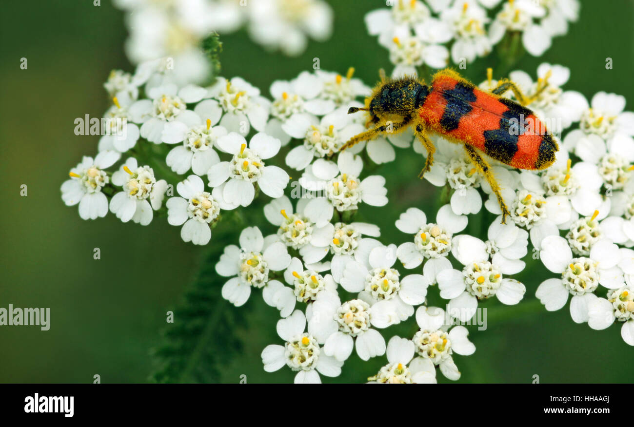trichodes apiarius on yarrow Stock Photo - Alamy