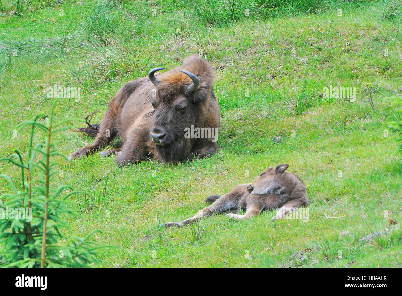 Bison mutter hi-res stock photography and images - Alamy