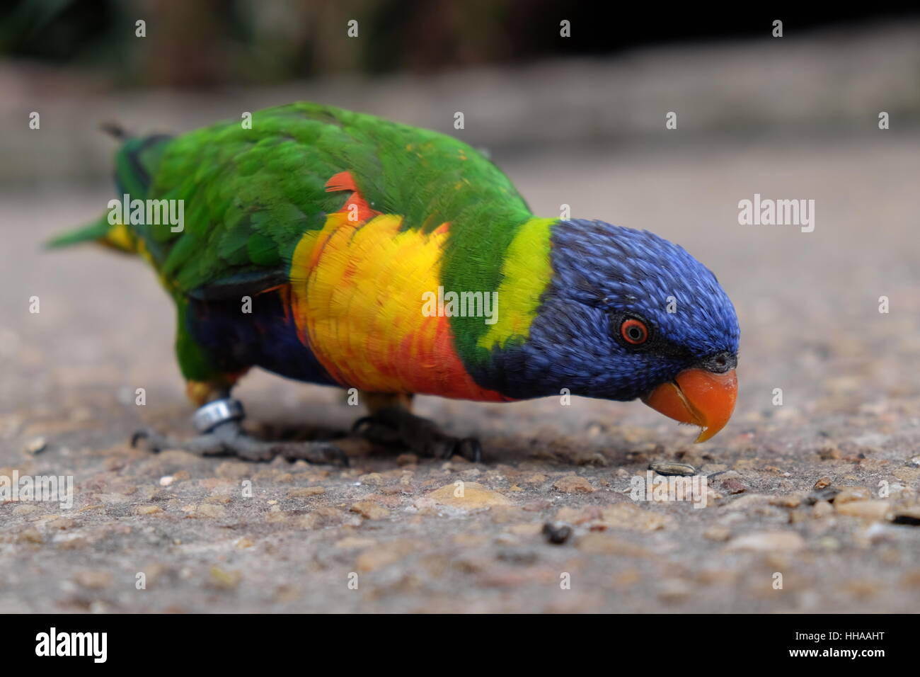 Colorful tropical African Parrot eating on the ground, South Africa ...