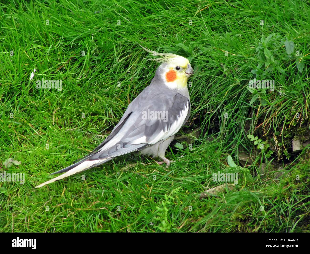 Cockatiel en hi-res stock photography and images - Alamy