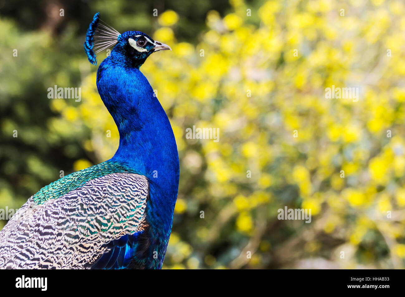 the proud peacock - side view Stock Photo - Alamy