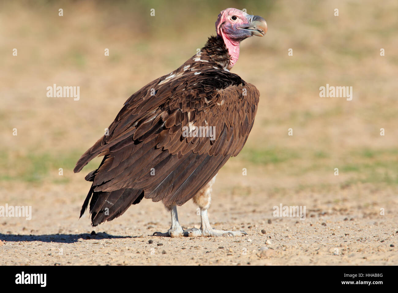 big, large, enormous, extreme, powerful, imposing, immense, relevant ...