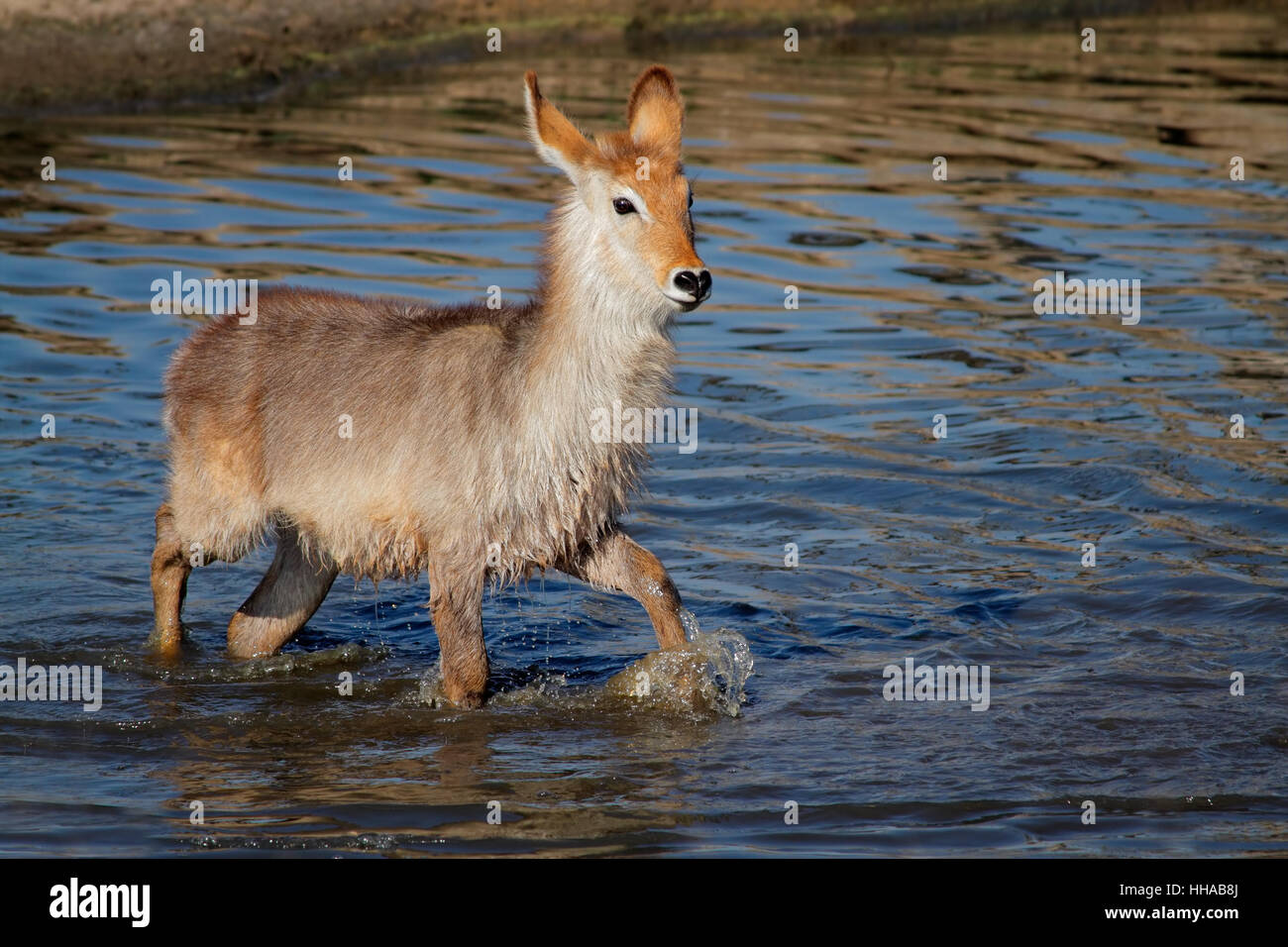 animal, buck, wildlife, antelope, calf, young, younger, nature, walk ...