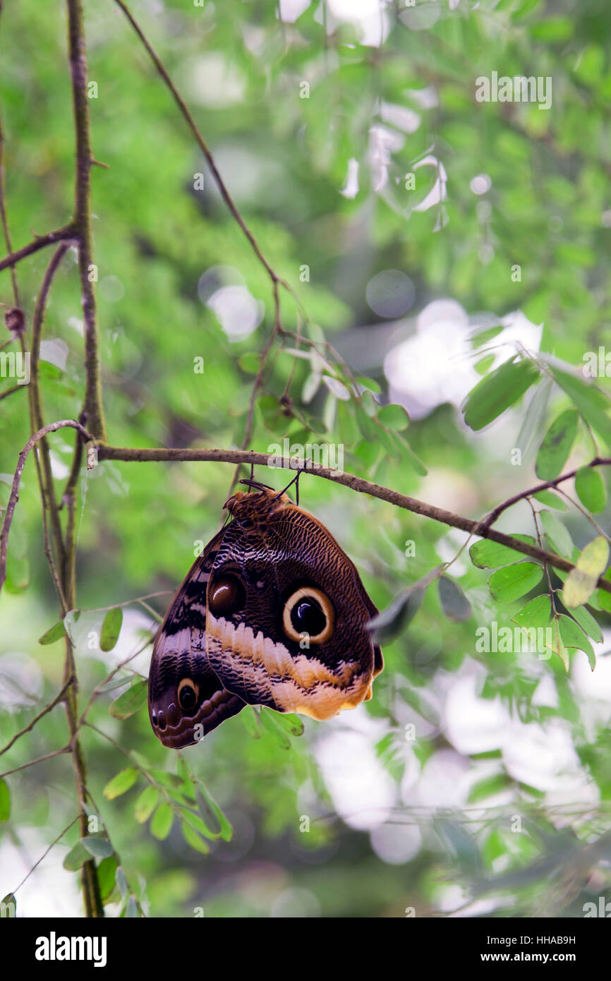 insect, beautiful, beauteously, nice, big, large, enormous, extreme ...