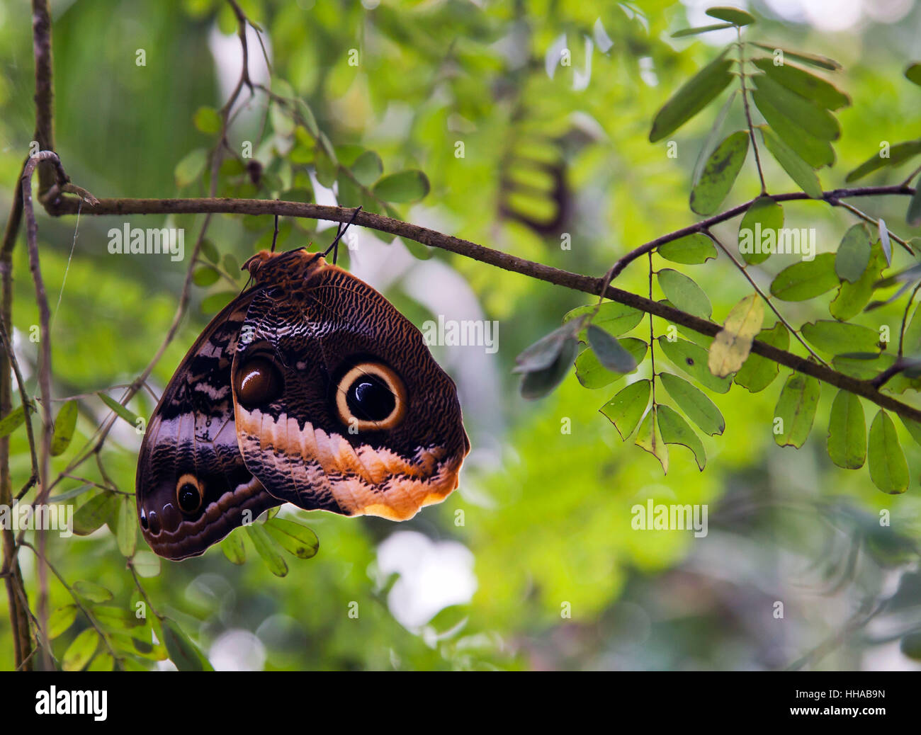 insect, butterfly, owl, beautiful, beauteously, nice, big, large ...