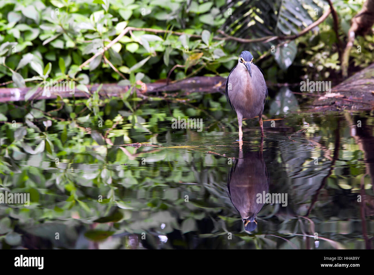 bird, heron, mangrove, animal, bird, small, tiny, little, short ...