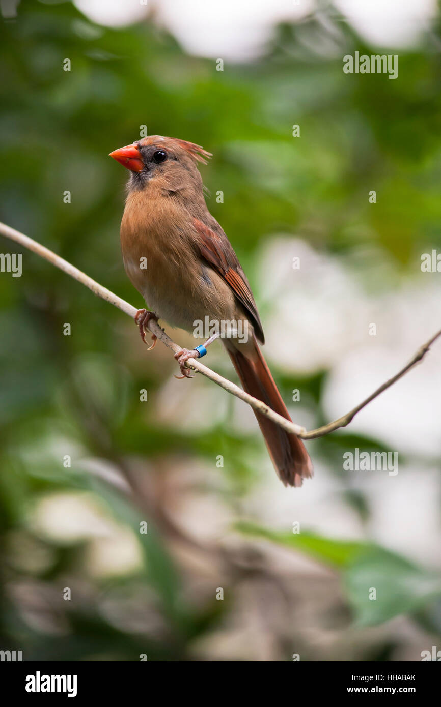 bird, ornithology, cardinal, red, lady, female, animal, bird, green ...