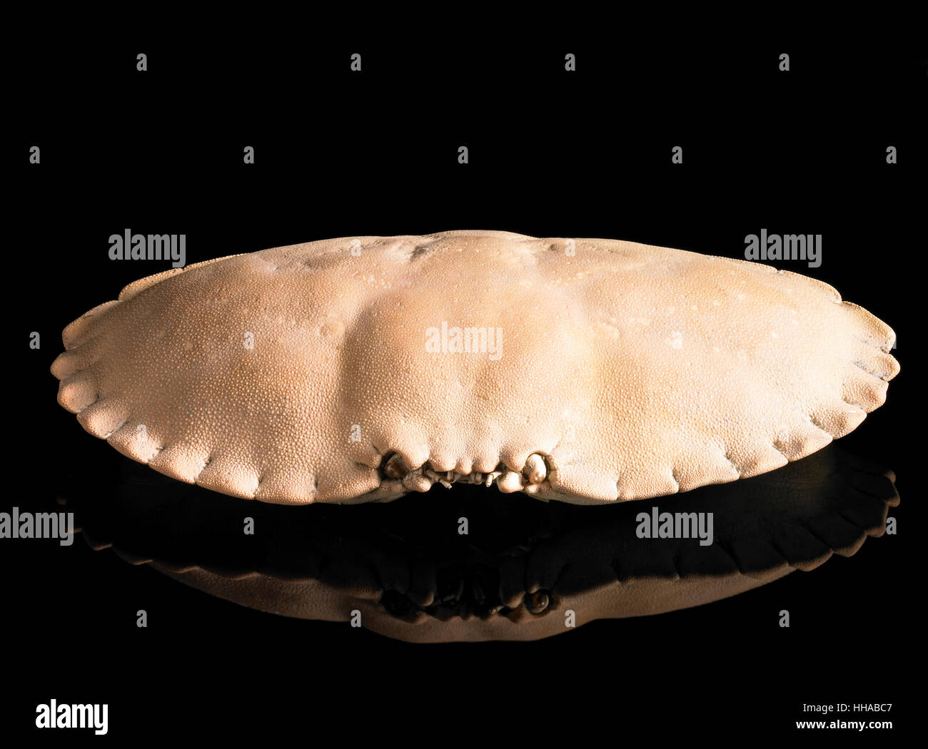 Carapace hi-res stock photography and images - Alamy