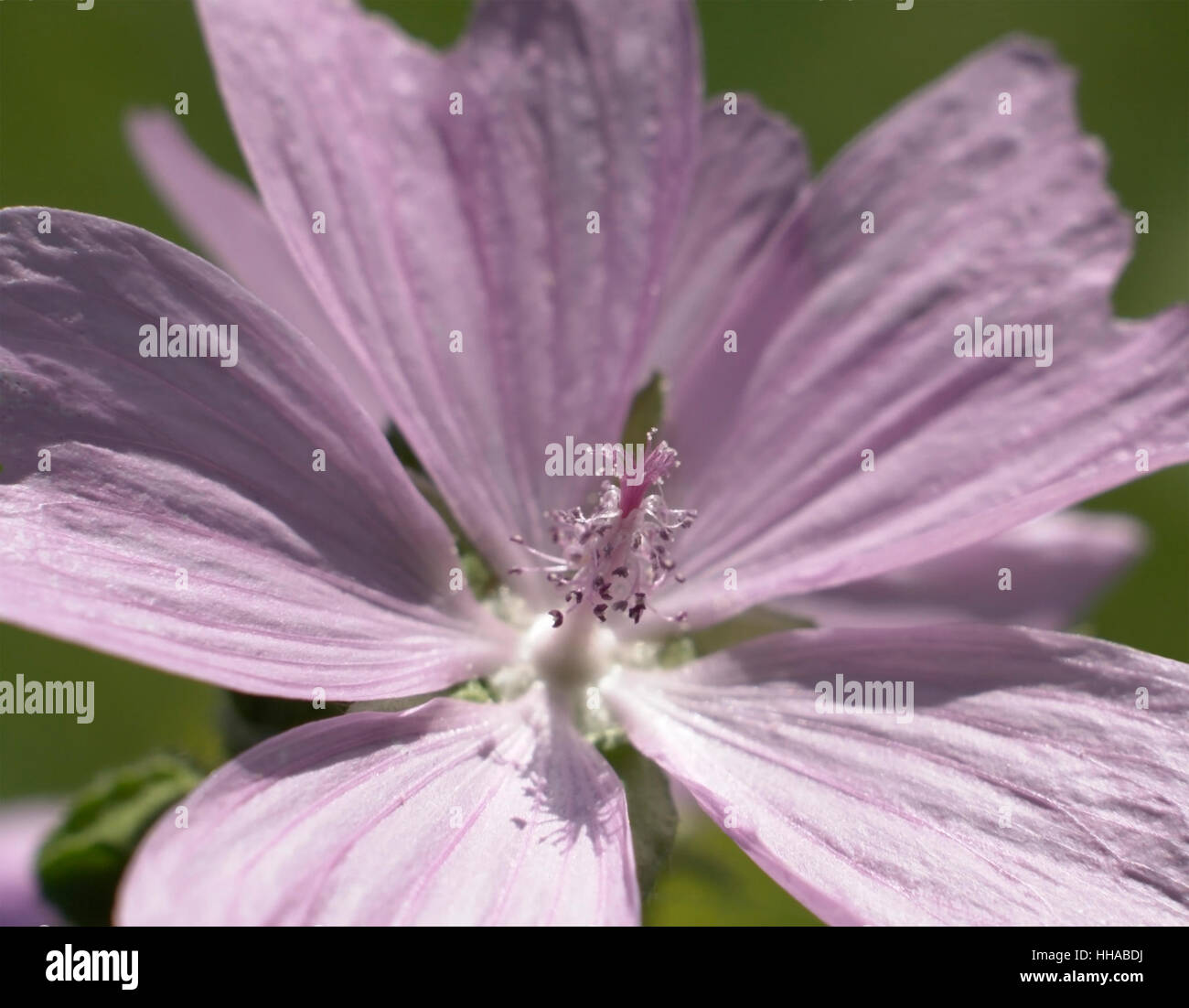 light pink flower detail Stock Photo - Alamy