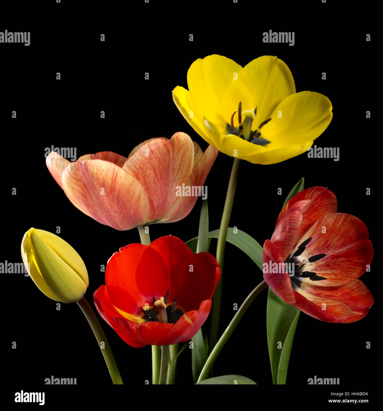 colorful tulip flowers Stock Photo - Alamy
