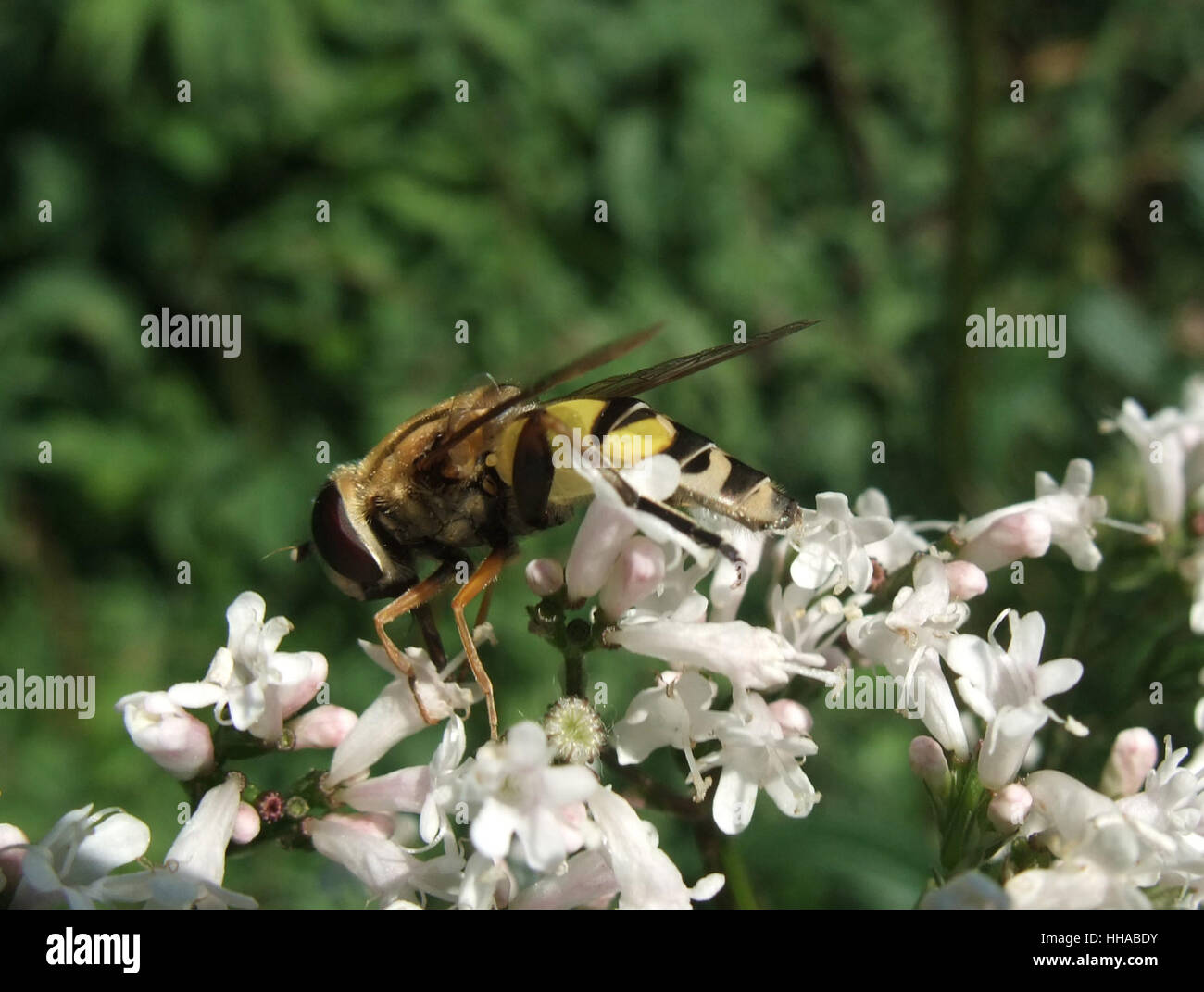 sideways shot showing a hover fly sitting on some flowers Stock Photo ...