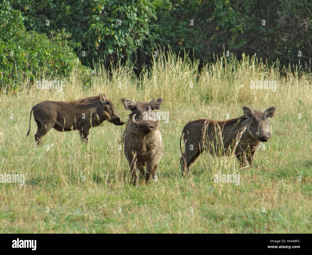 sunny illuminated scenery with 3 warthogs in high grassy vegetation in ...