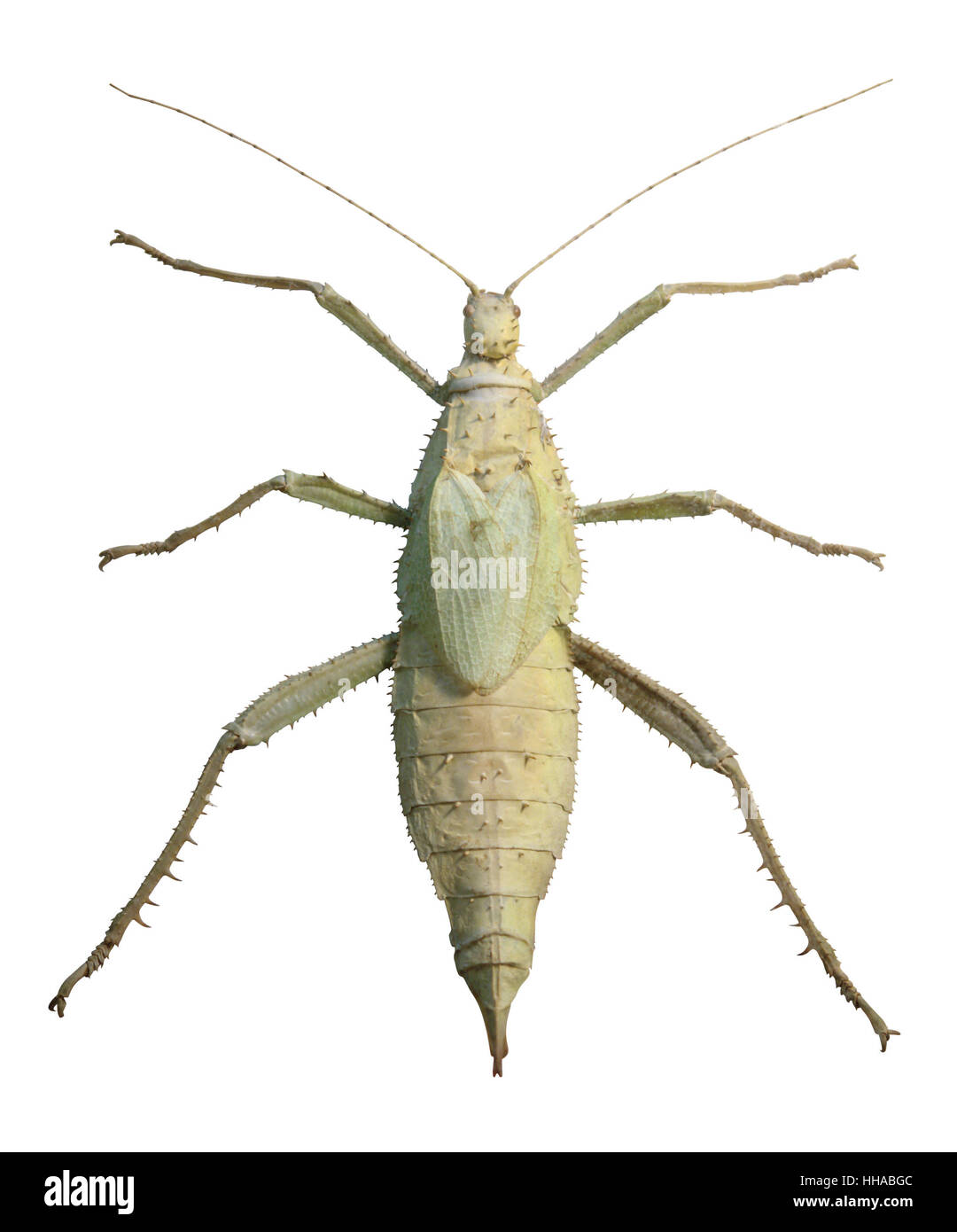 huge exotic green grasshopper seen from above, isolated on white with ...