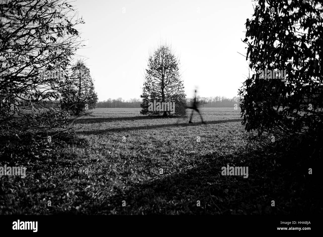 Sunlight trees walking park Black and White Stock Photos & Images - Alamy