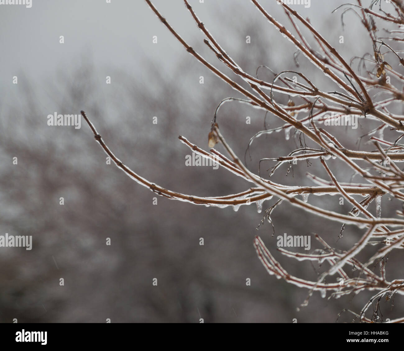 Tree branches hanging with icicles hanging after a freezing rain ice ...