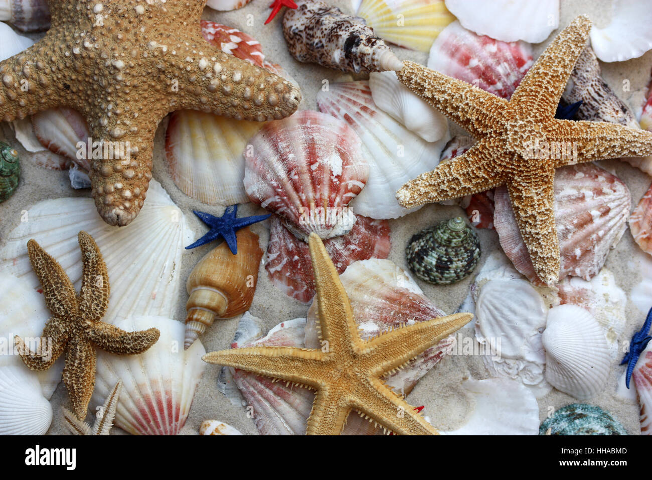 mussels,snails and starfish Stock Photo - Alamy