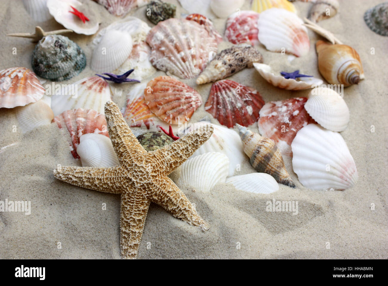 mussels,snails and starfish Stock Photo - Alamy