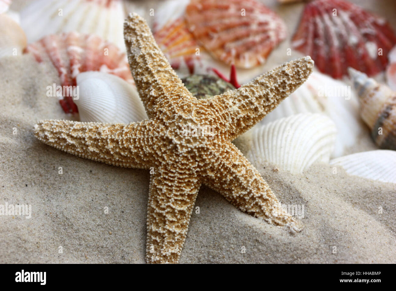 mussels,snails and starfish Stock Photo - Alamy