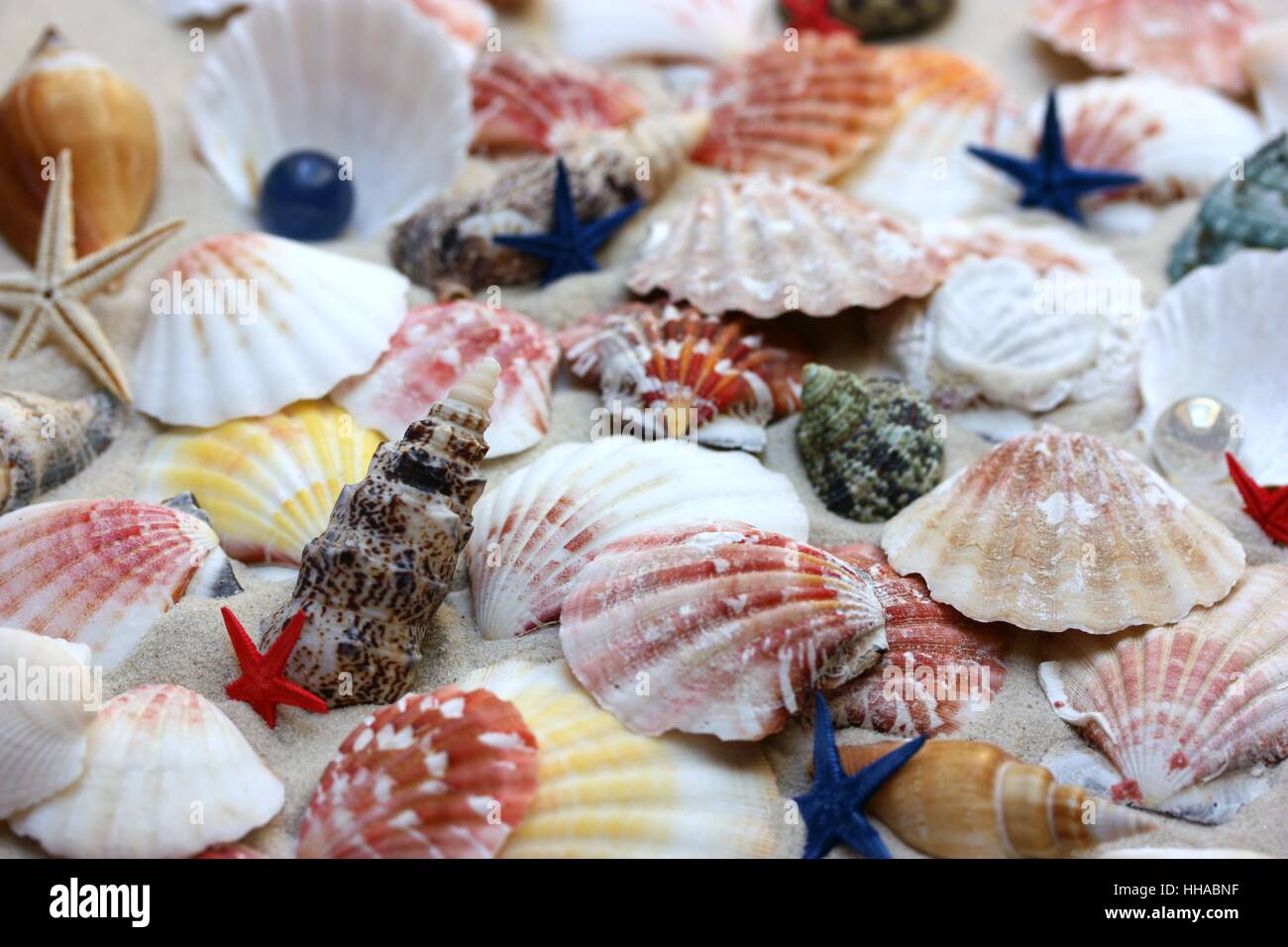 shells and snails Stock Photo - Alamy
