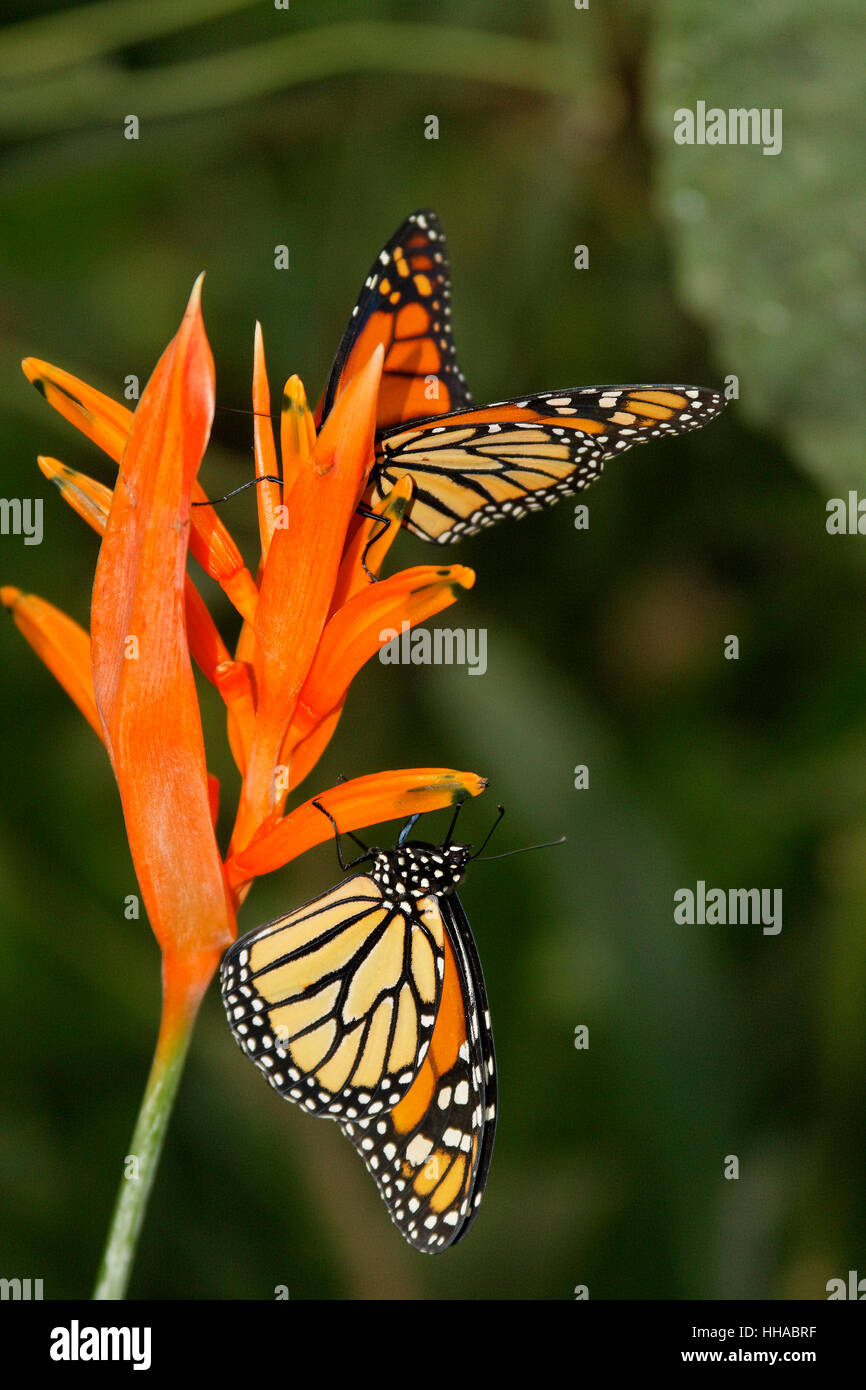 fauna, step, tier, animal, insect, butterfly, wing, bug, wilderness ...