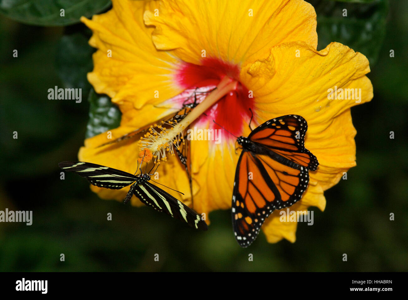 fauna, step, tier, animal, insect, butterfly, wing, bug, wilderness ...